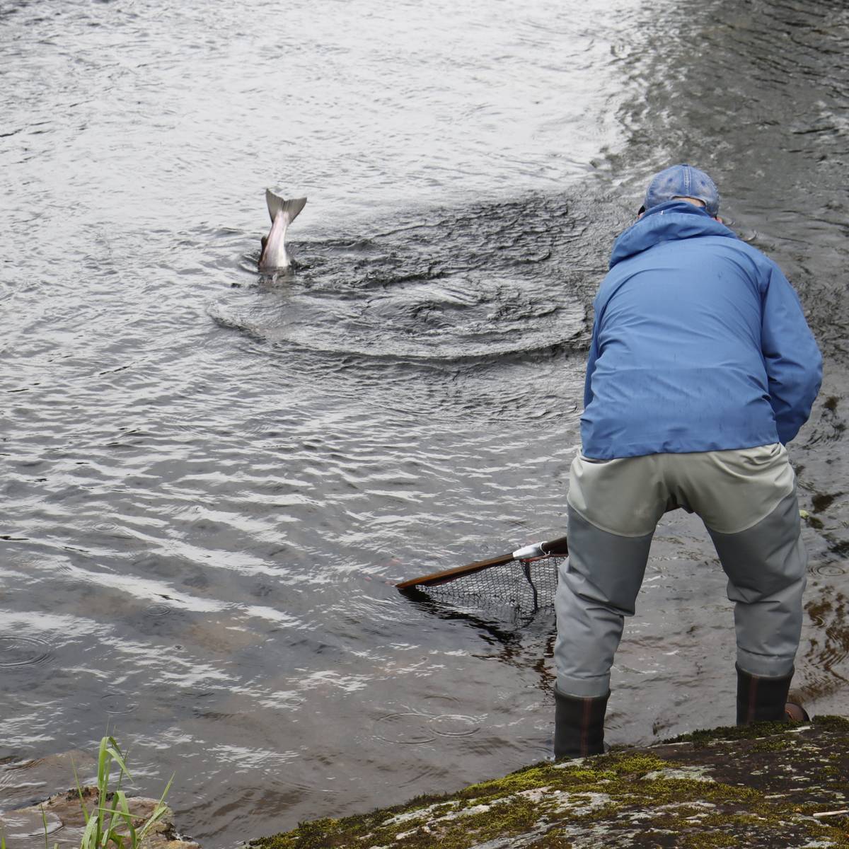 Varsellampene blinker ordentlig for laksefisket – NRK Vestfold og Telemark – Lokale nyheter, TV ...