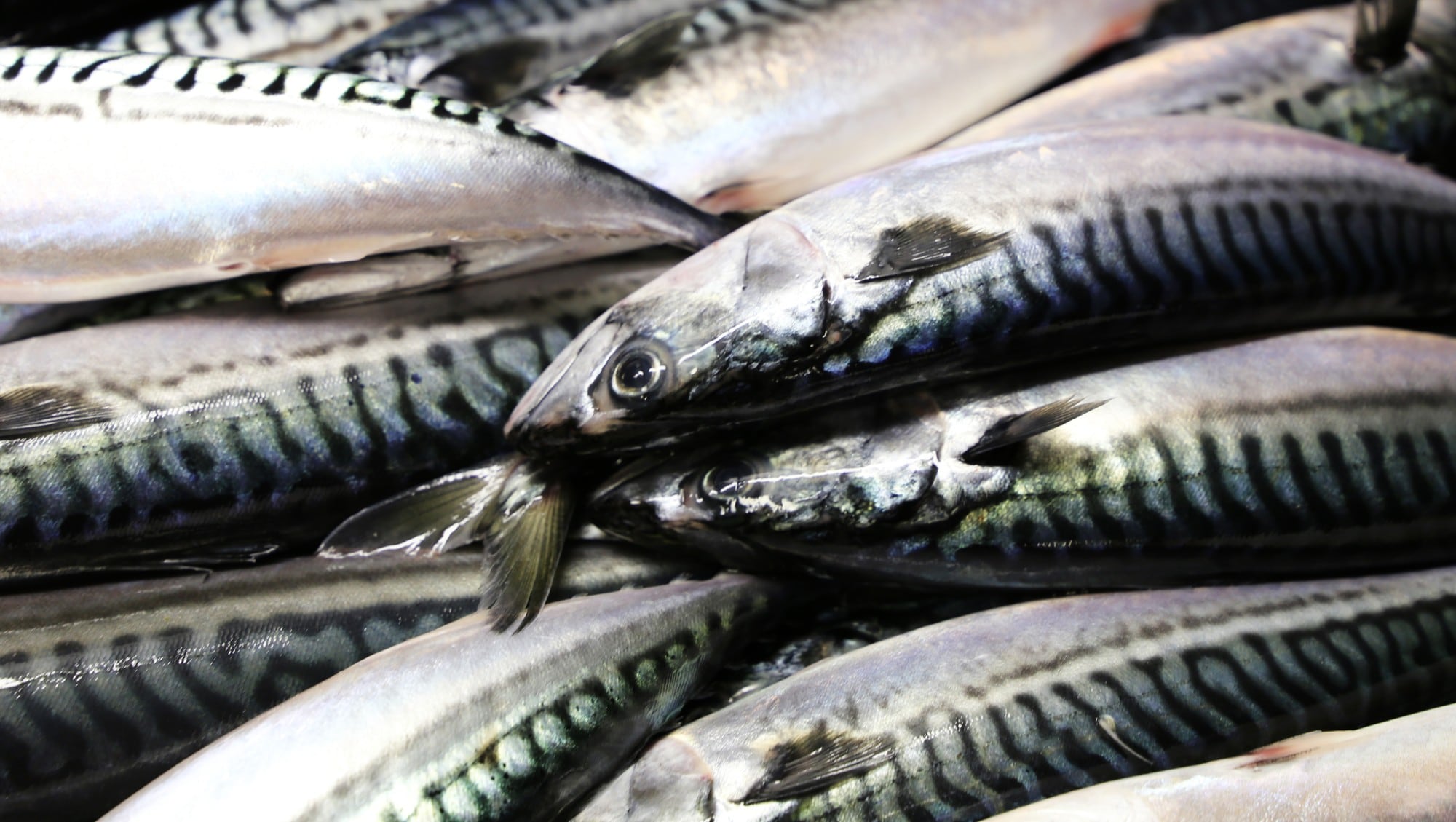 Ny forskning: Å spise fisk tidlig i livet kan forebygge sykdommer – NRK ...