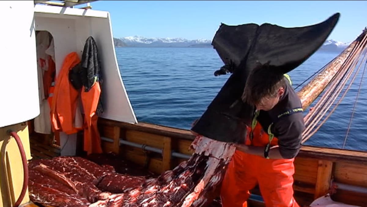 Norsk hvalfangst sterkt truet – NRK Nordland