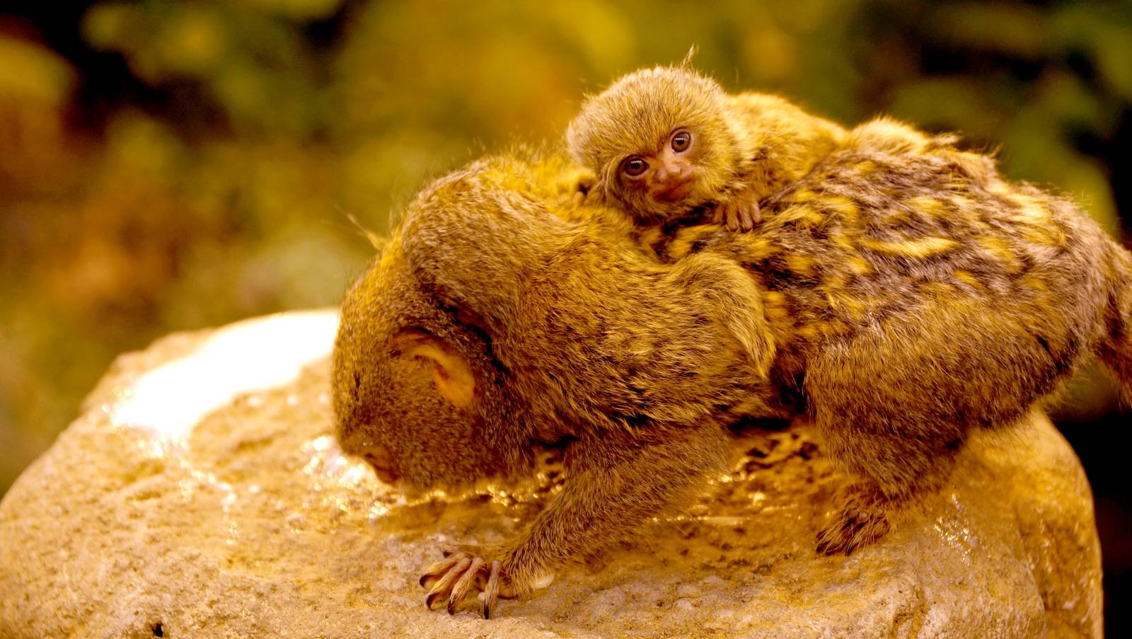 Verdens minste apekatt fødte tvillinger – NRK Sørlandet – Lokale ...