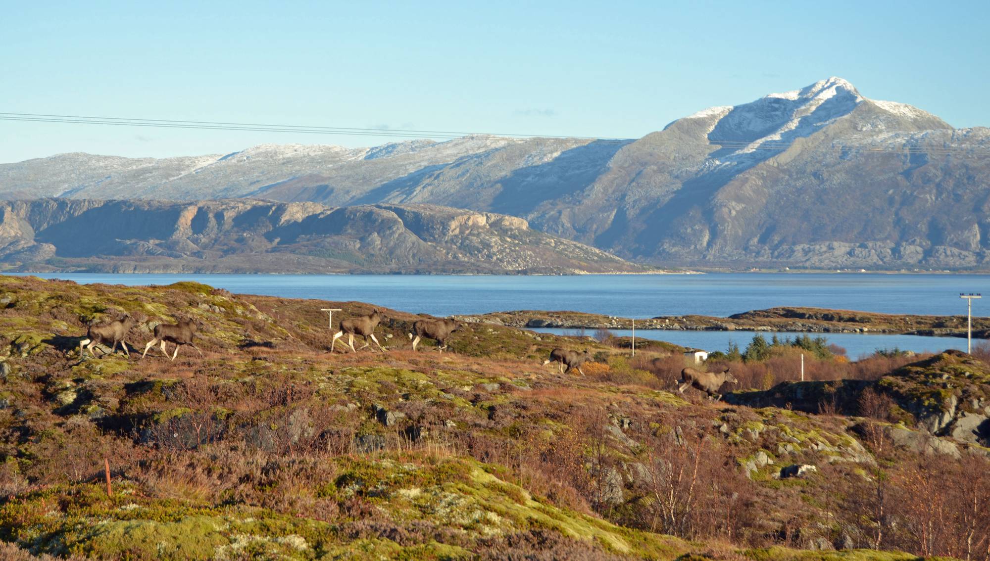 Deformerte elger på Ylvingen – NRK Nordland