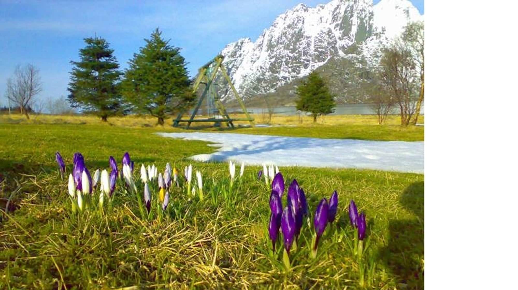 Se flotte vårbilder fra Nordland – NRK