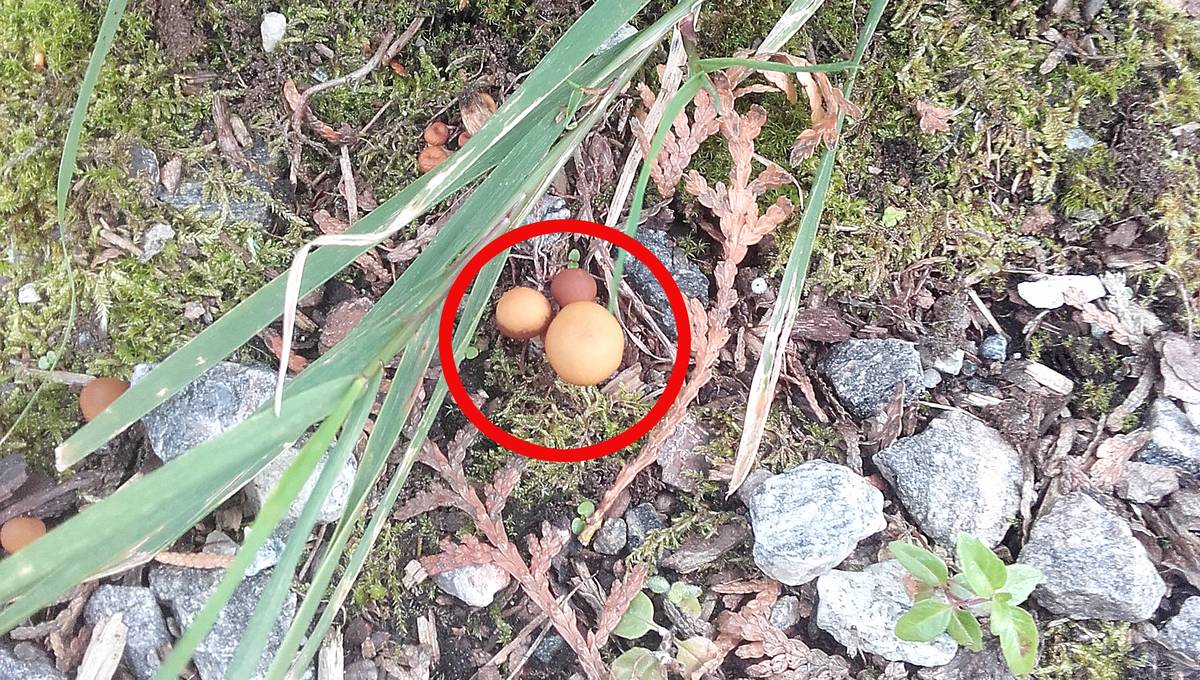 Spiste giftig sopp i barnehage – NRK Vestland