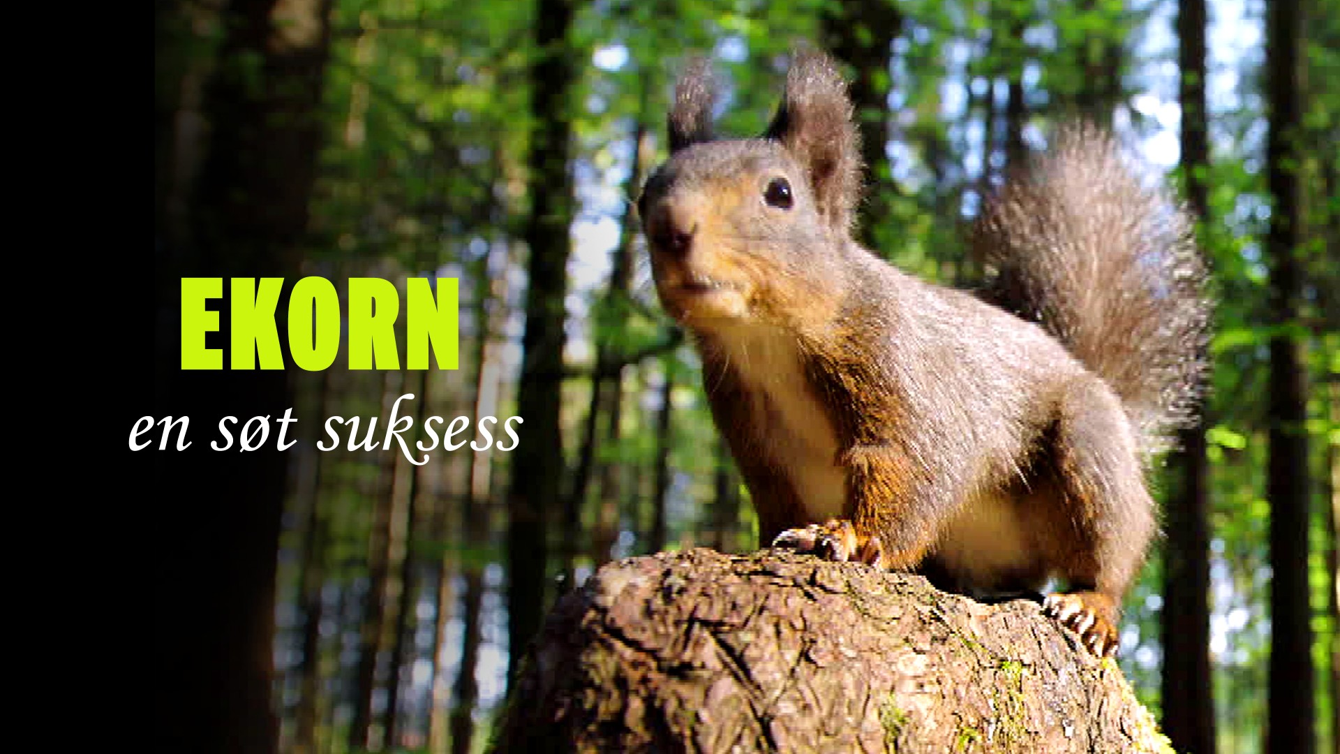 Ekorn – en søt suksess - NRK TV