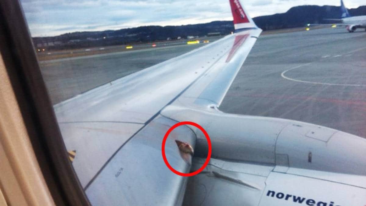 Svane lagde hull i vingen på flyet – NRK Vestland