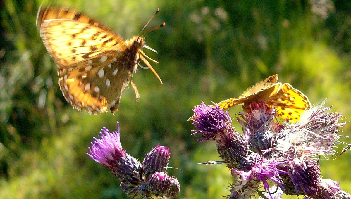 Sommerfugler – Natur – NRK