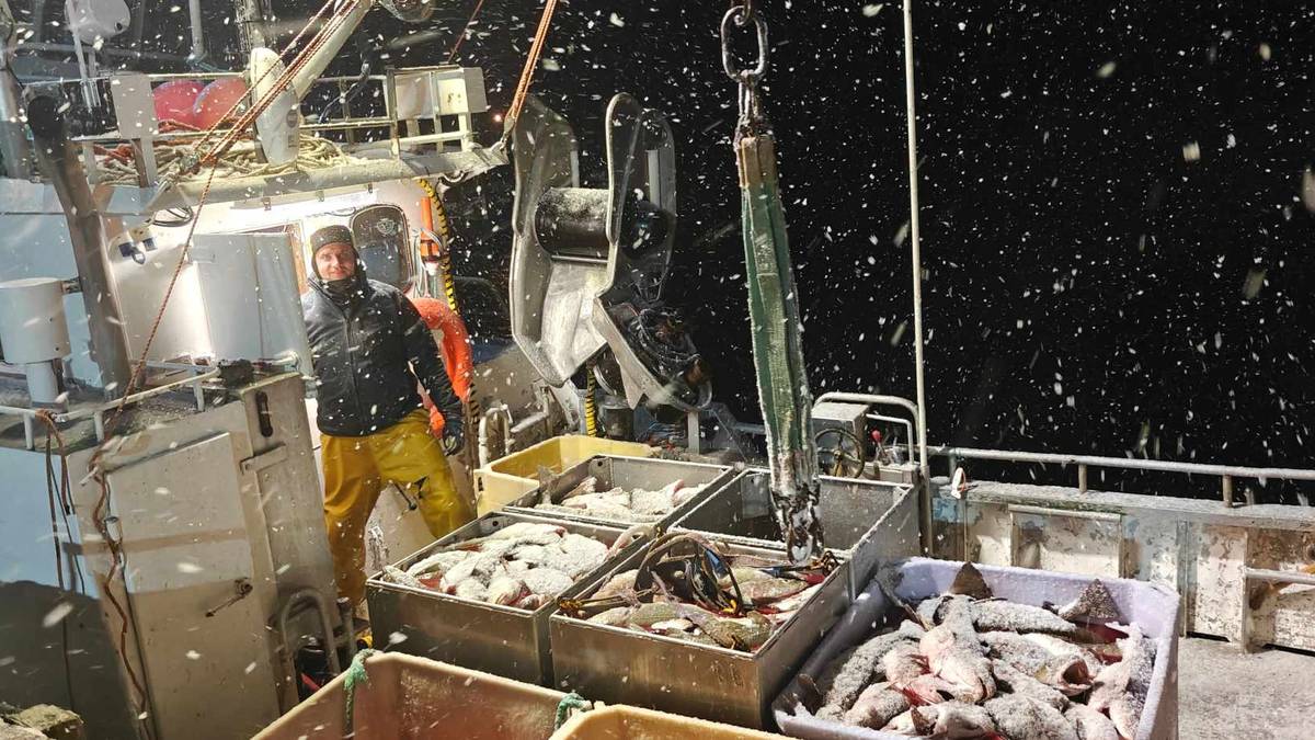 Rekordlite skrei langs kysten – NRK Troms og Finnmark