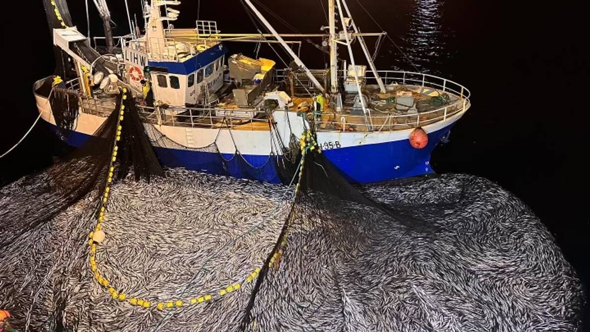 Silda er på vei sørover – NRK Troms og Finnmark