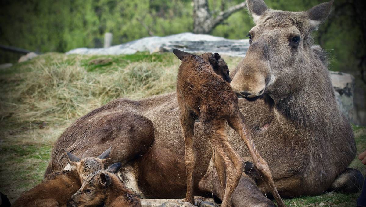 Elgen trekker nordpå – NRK Vestfold og Telemark – Lokale nyheter, TV og radio