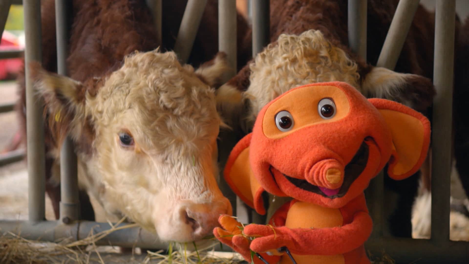 Fantorangen - NRK TV