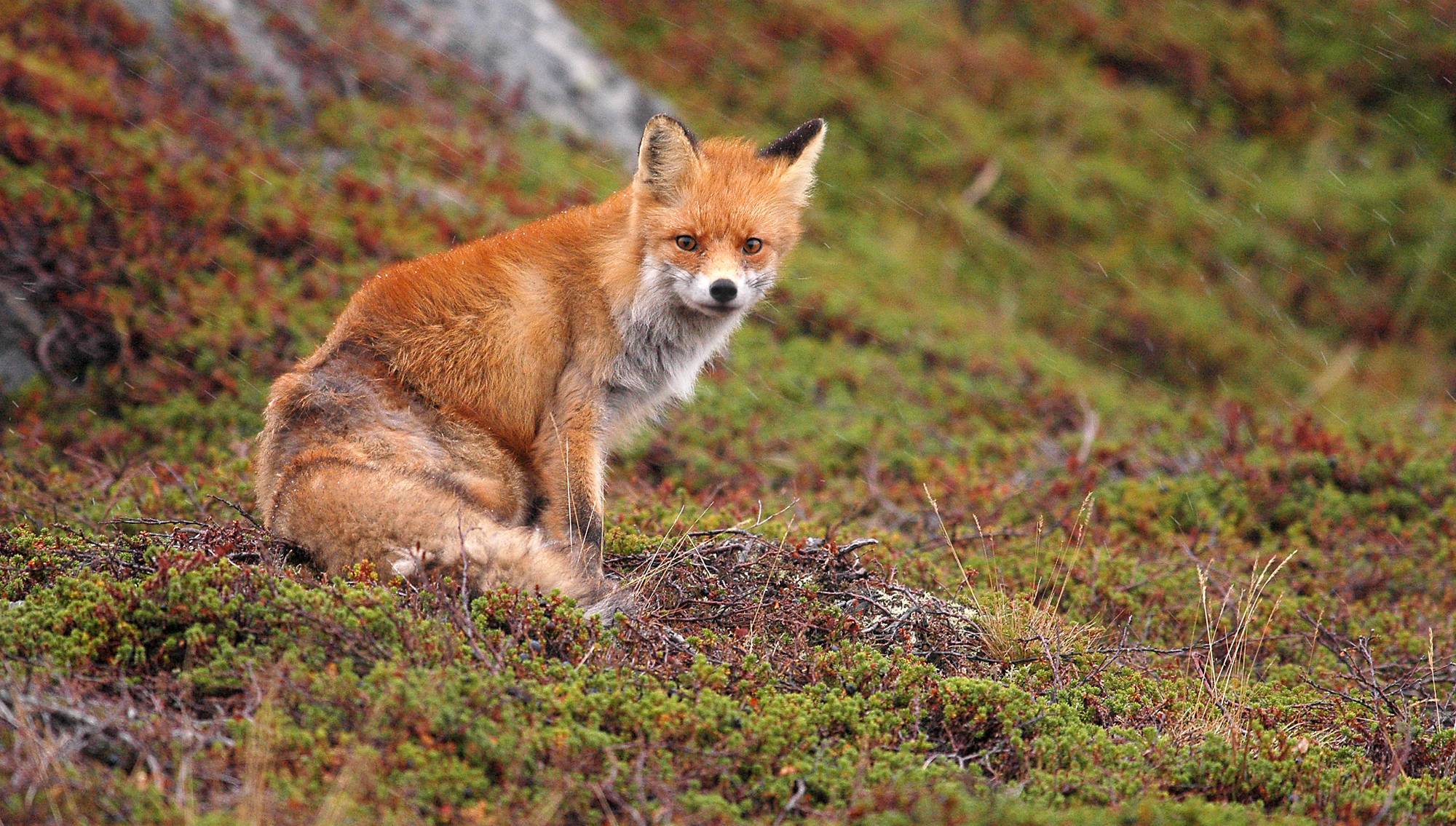Håper å skyte mye rev med skabb – NRK Trøndelag – Lokale nyheter, TV og radio