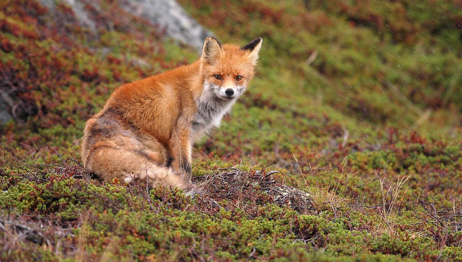 Håper å skyte mye rev med skabb – NRK Trøndelag – Lokale nyheter, TV og ...