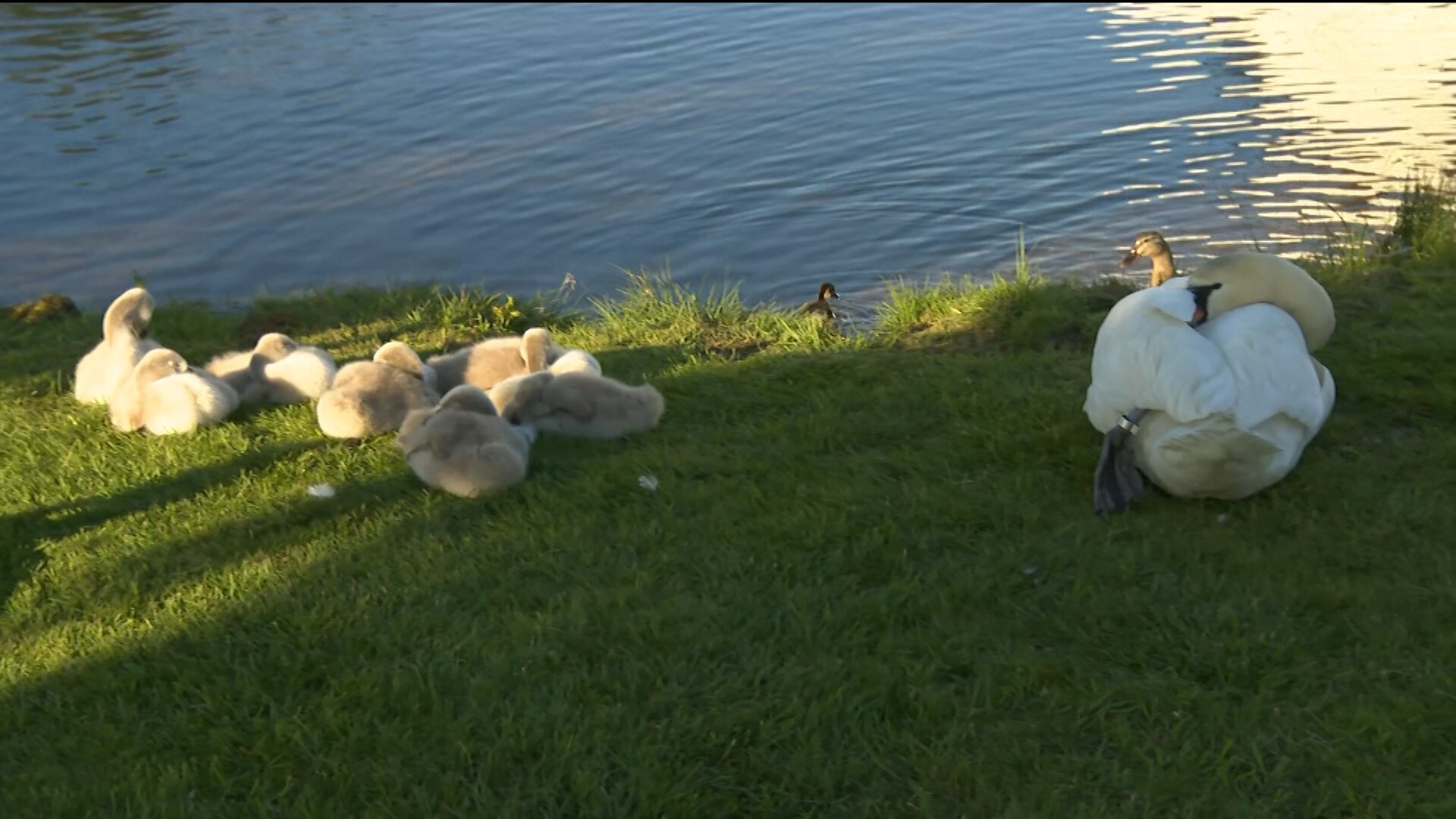 Hvordan forholde seg til svaner – NRK Sørlandet – Lokale nyheter, TV og ...