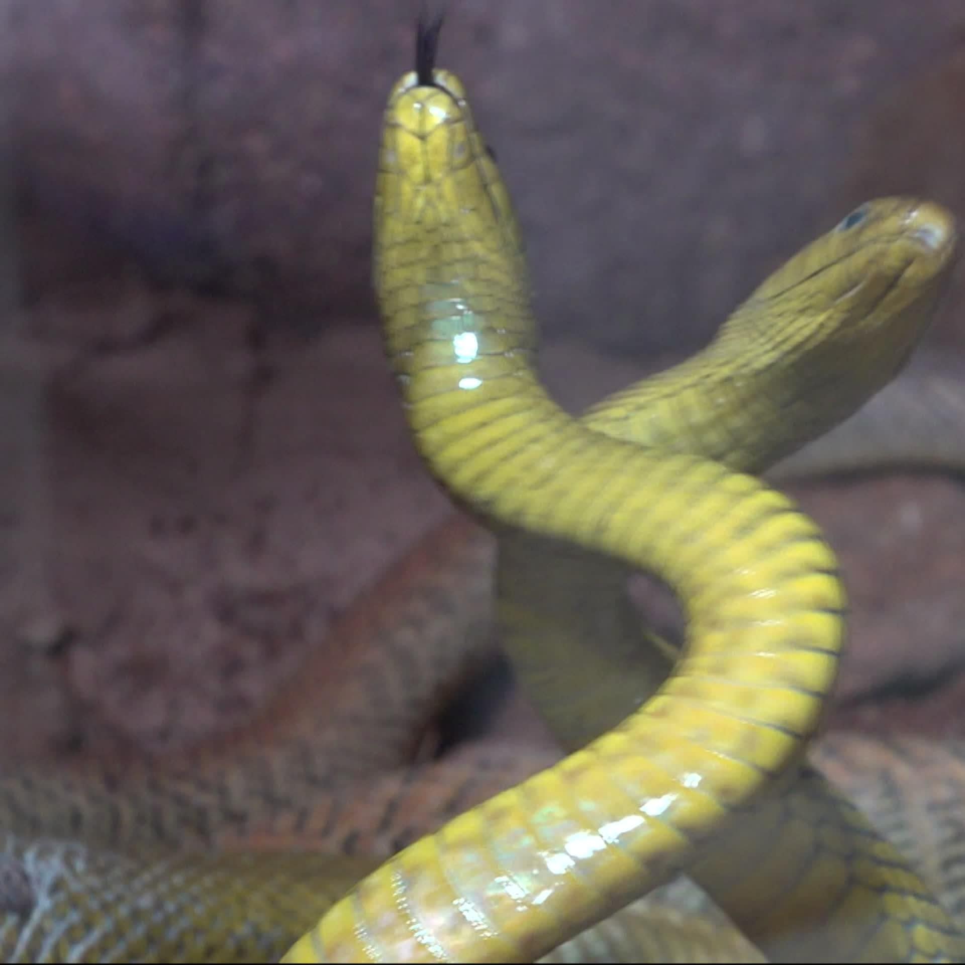 Verdens giftigste slange – NRK