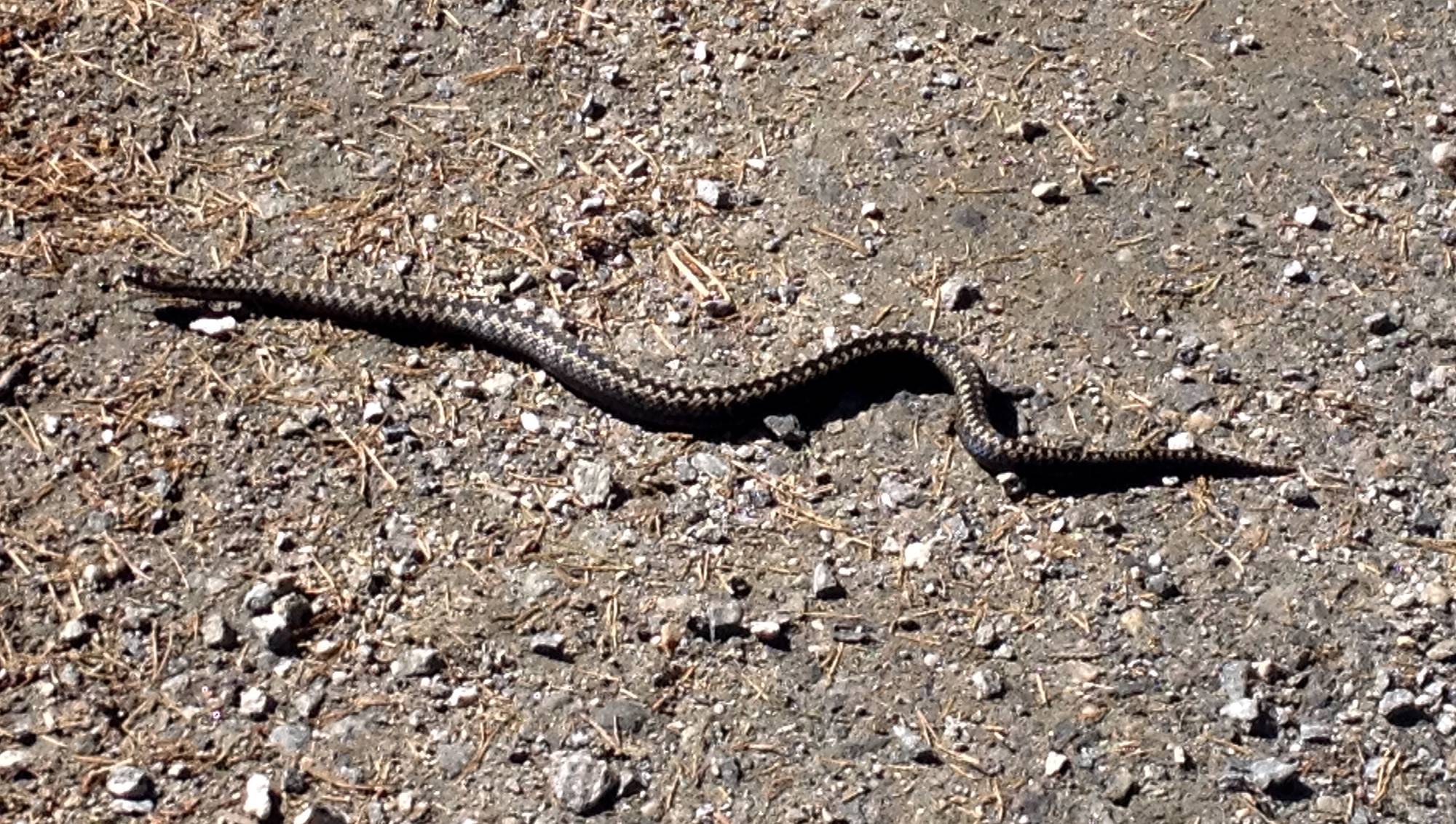 Hoggormen har kome ut av dvalen – NRK Møre og Romsdal – Lokale nyheter ...