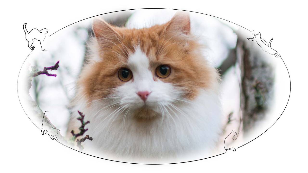 En nekrolog over Pusen – Langlesing fra NRK Trøndelag