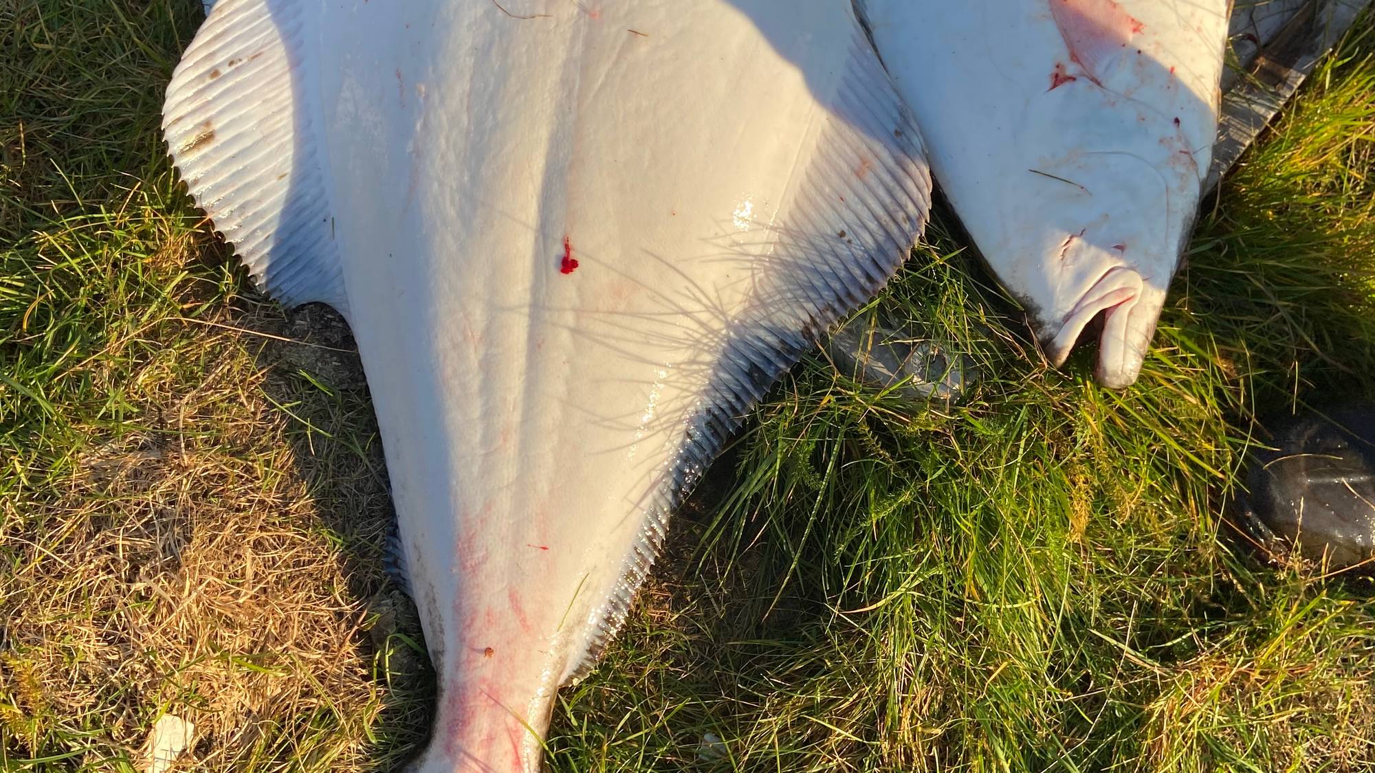 Regler for bifangst av kveite under fredningsperioden 2023 – NRK Troms ...