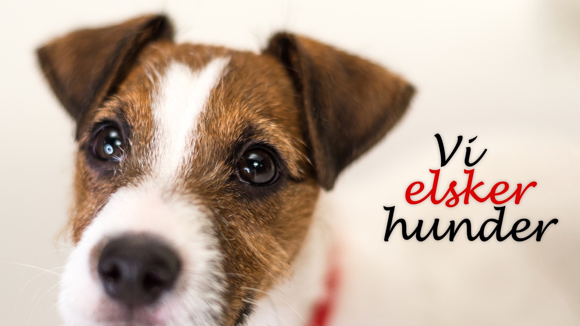 Vi elsker hunder - NRK TV