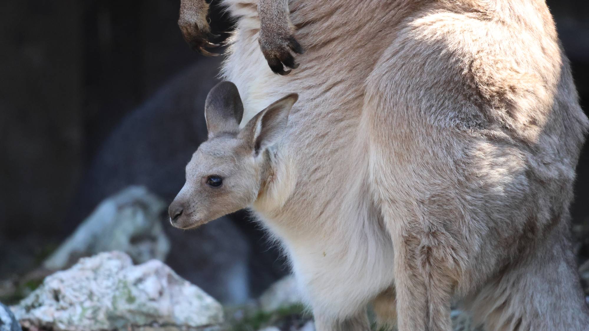 Kenguruer i Gjerstad: Fikk se verden for første gang – NRK Sørlandet ...