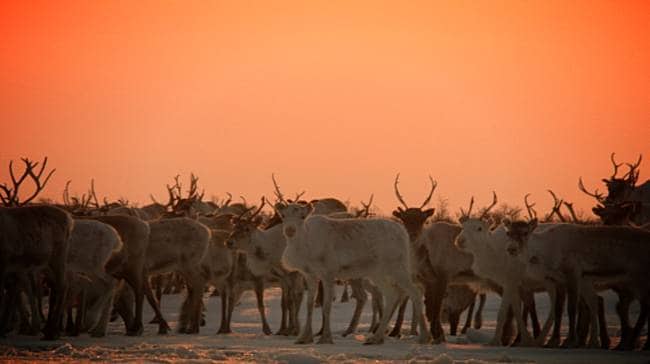 Joik - naturbarnets uttrykk – NRK Kultur og underholdning