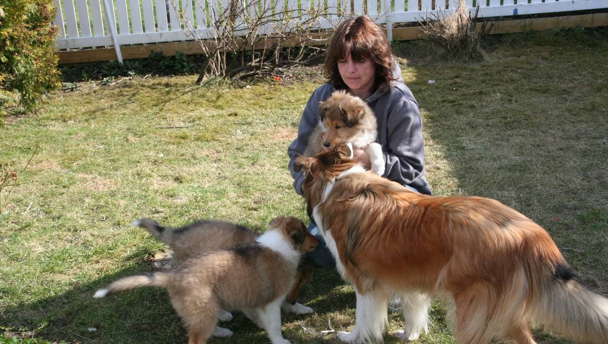 Lurer til seg hundevalper – NRK Trøndelag – Lokale nyheter, TV og radio