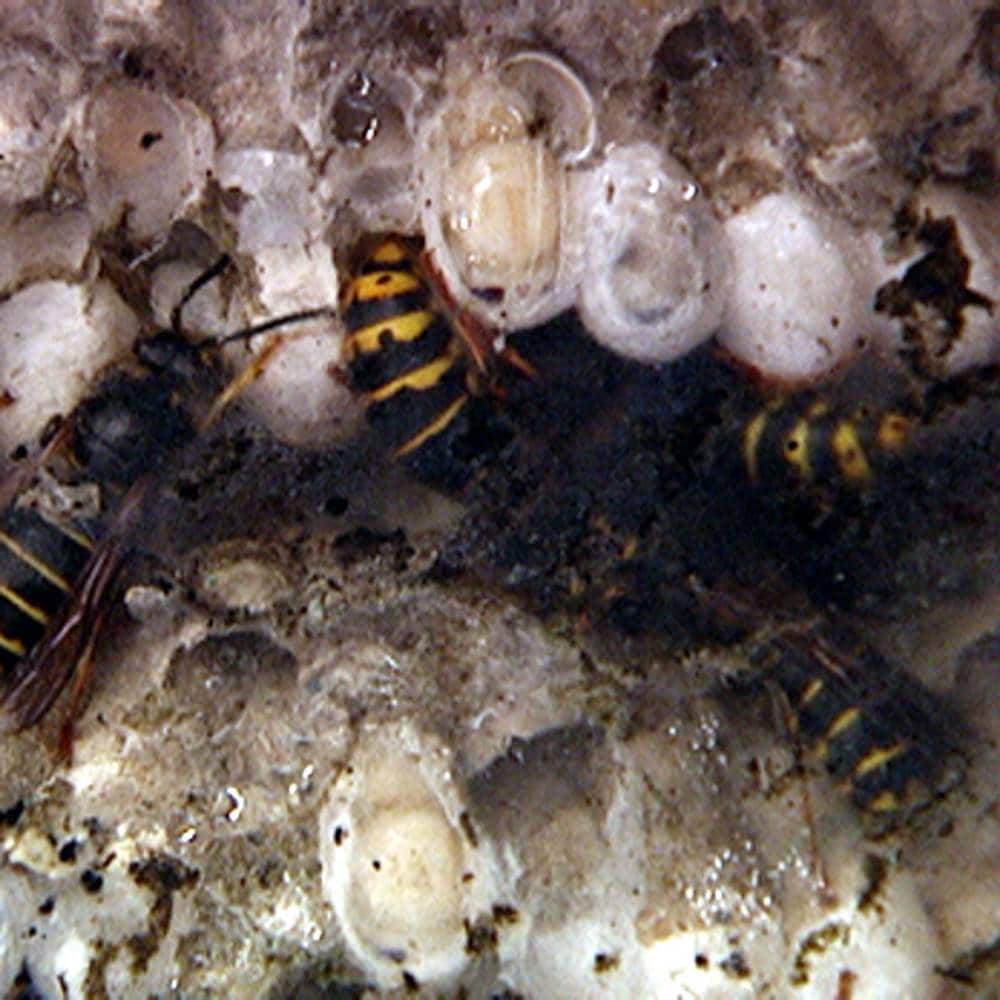 Sju ting du ikke visste at du lurte på om veps – NRK Troms og Finnmark