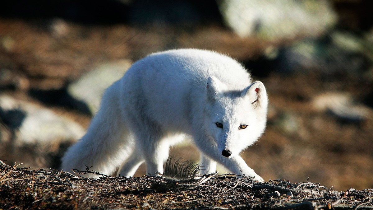 WWF: – To tredeler av verdens dyr blir borte – NRK Norge – Oversikt ...