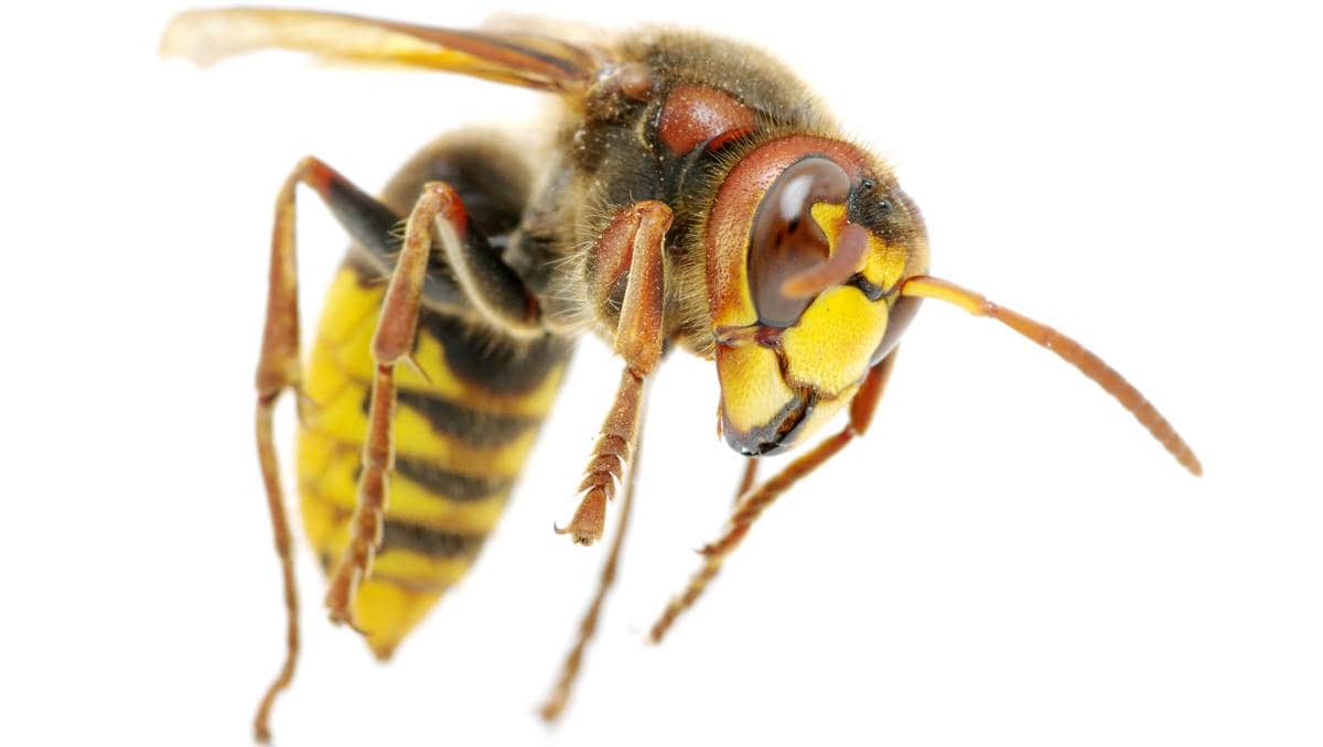 Hvor mye kan du om insekter i Norge? – NRK Sápmi - samiske nyheter ...