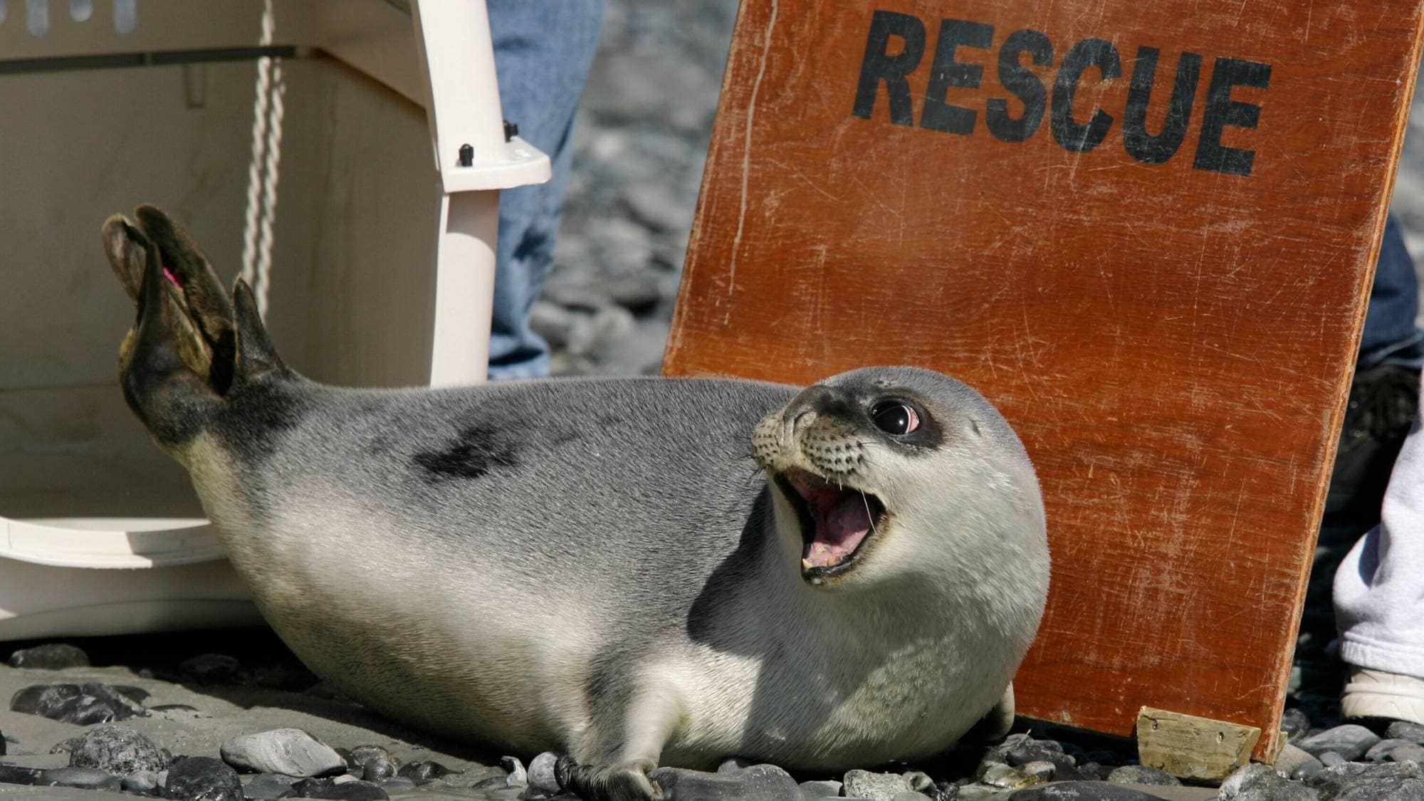 Utrydningstruede dyrearter – Siste nytt – NRK