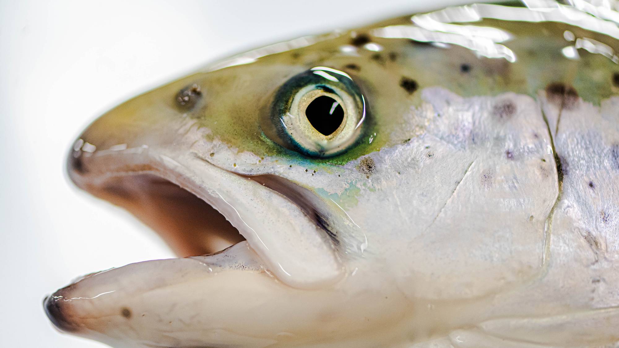 180.000 døde MOWI-laks på én måned – NRK Dokumentar