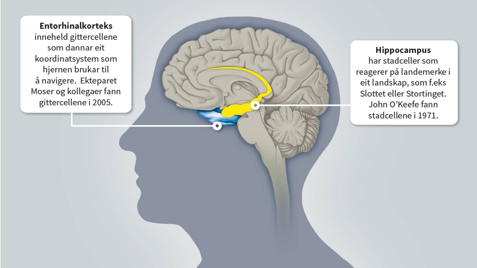 Slik organiserer vi tankene våre – NRK Viten – Nyheter innen vitenskap ...