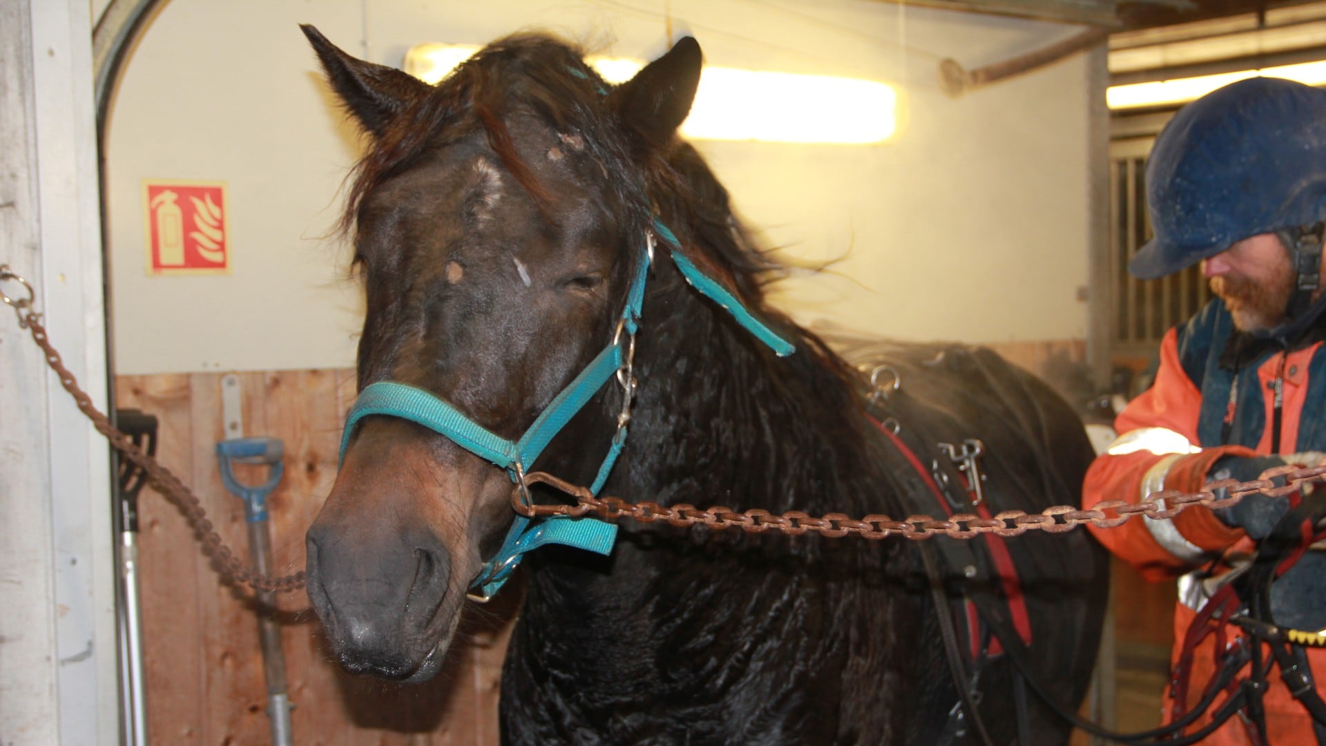 Hest på rømmen – NRK