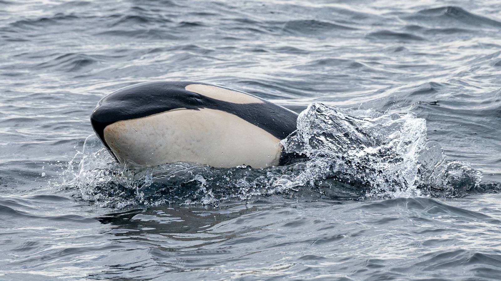 Verdens største skilpadde: Havlærskilpadde observert og fotografert ...