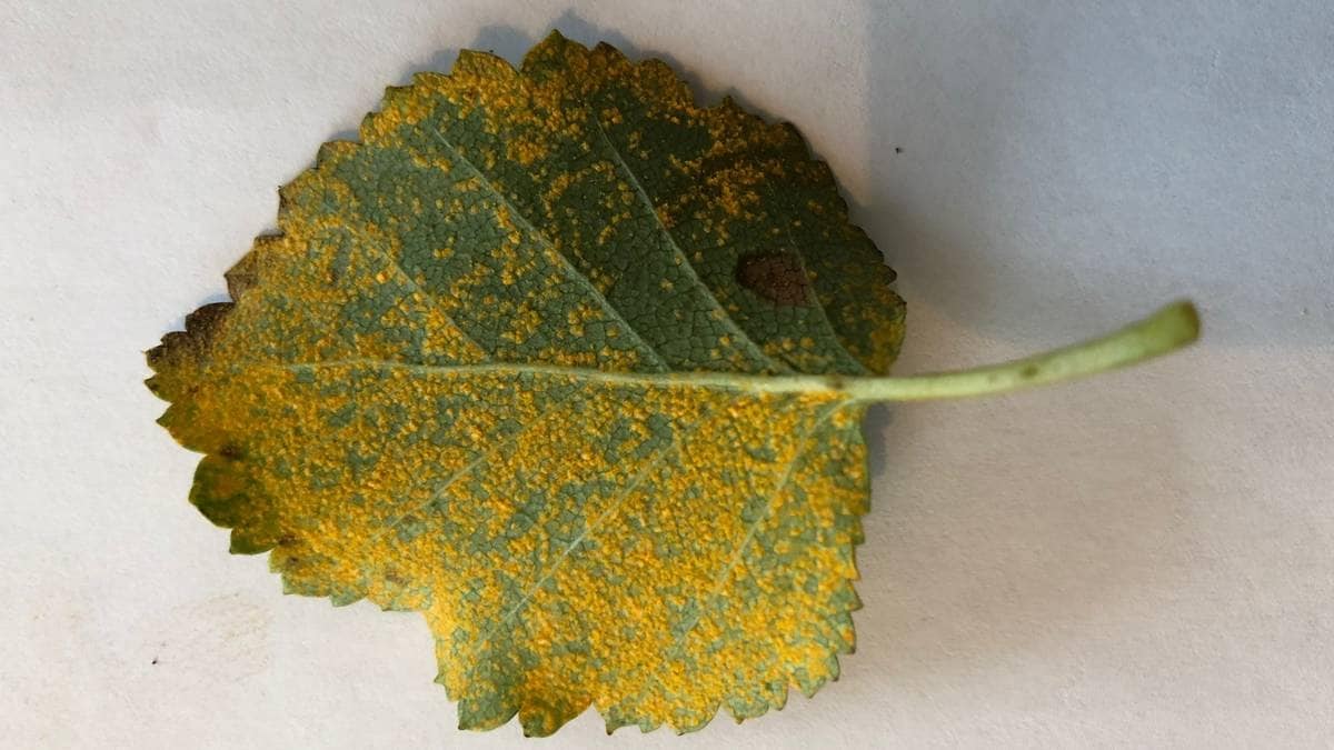 Allergi mot bjørkerust kan gi plager langt ut på høsten – NRK Nordland