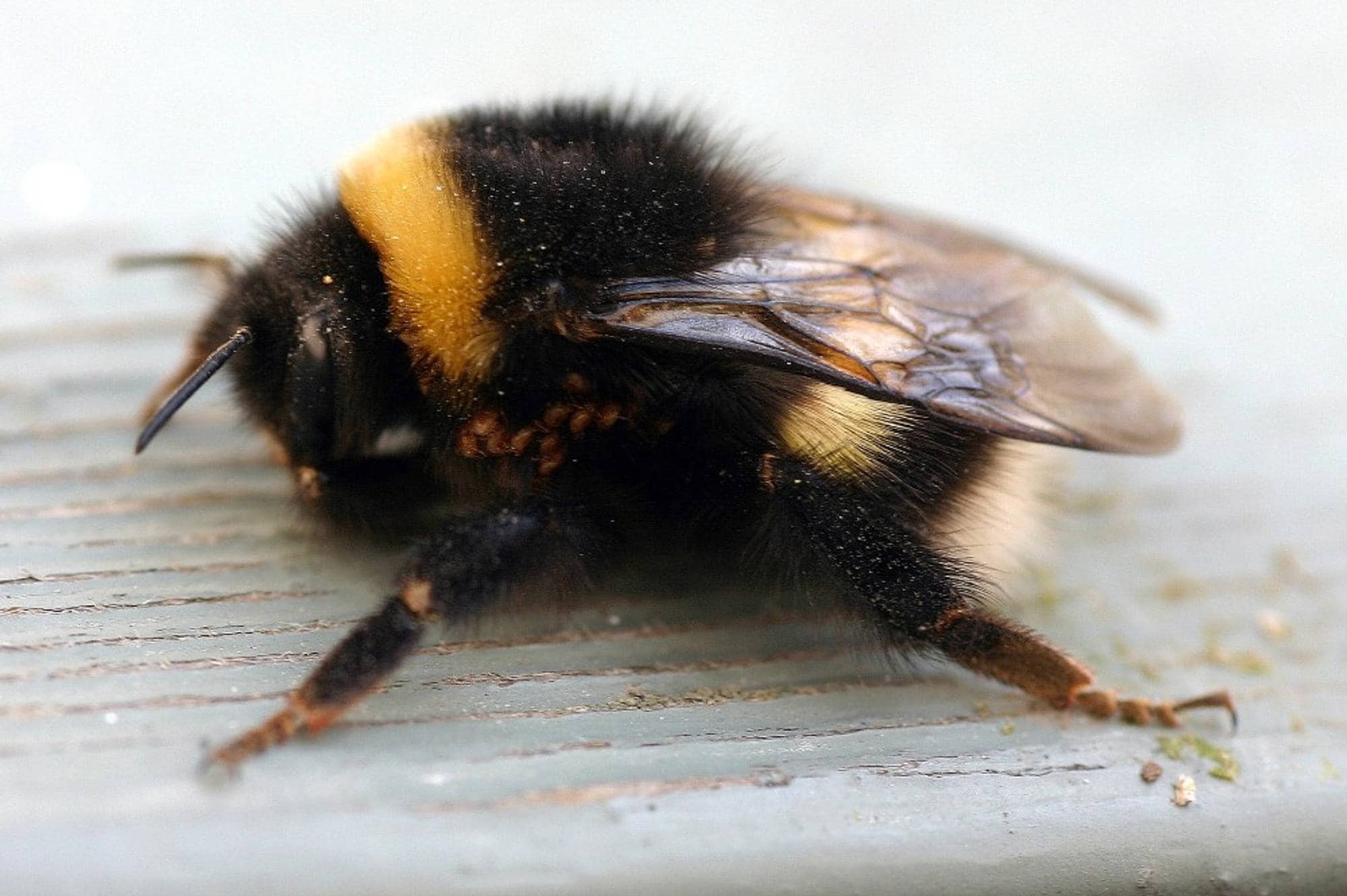 Insektekspert: – Humlebol uten tvil – NRK Nordland