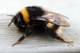 Insektekspert: – Humlebol uten tvil – NRK Nordland