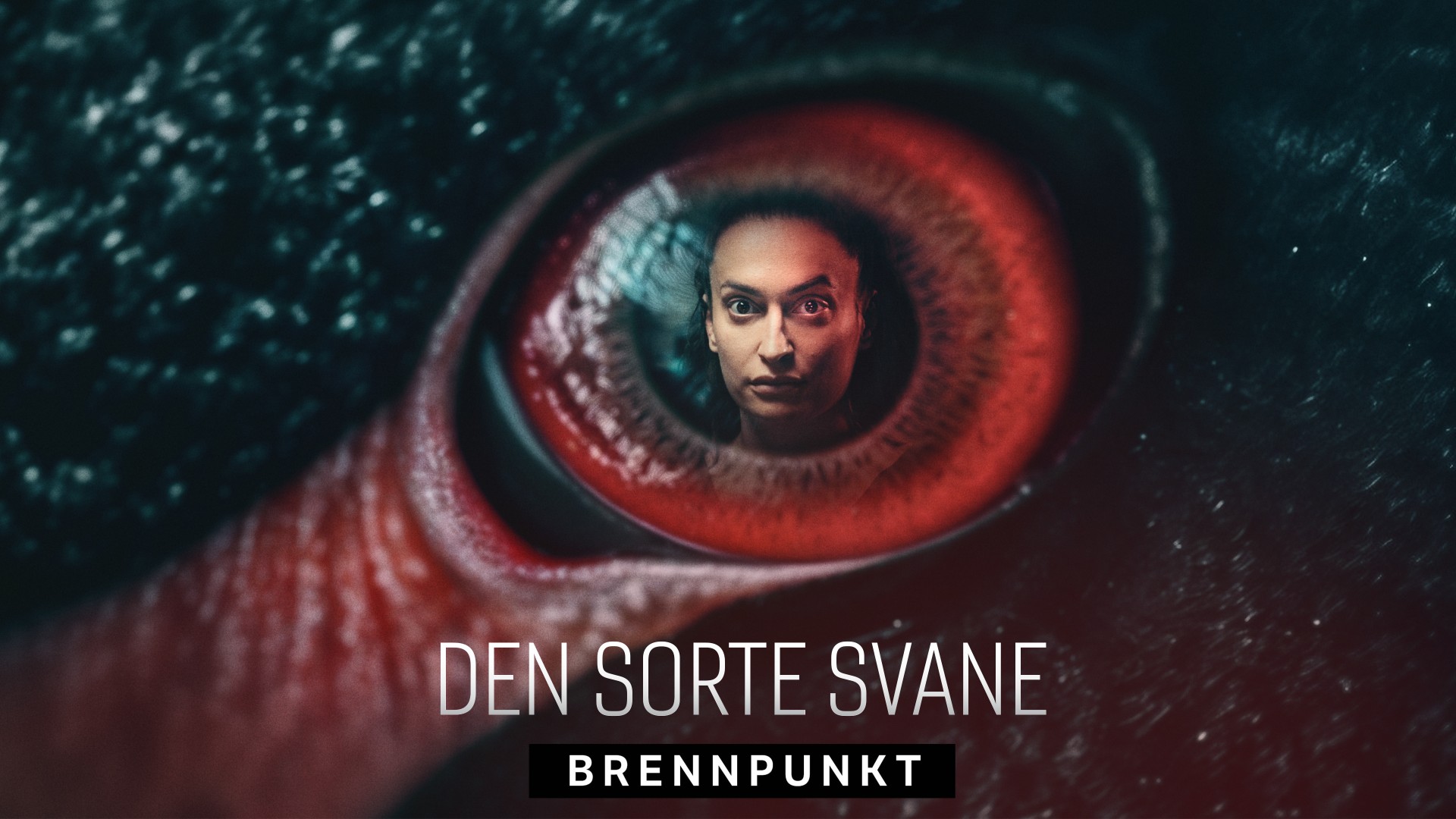 Brennpunkt Den Sorte Svane Nrk Tv