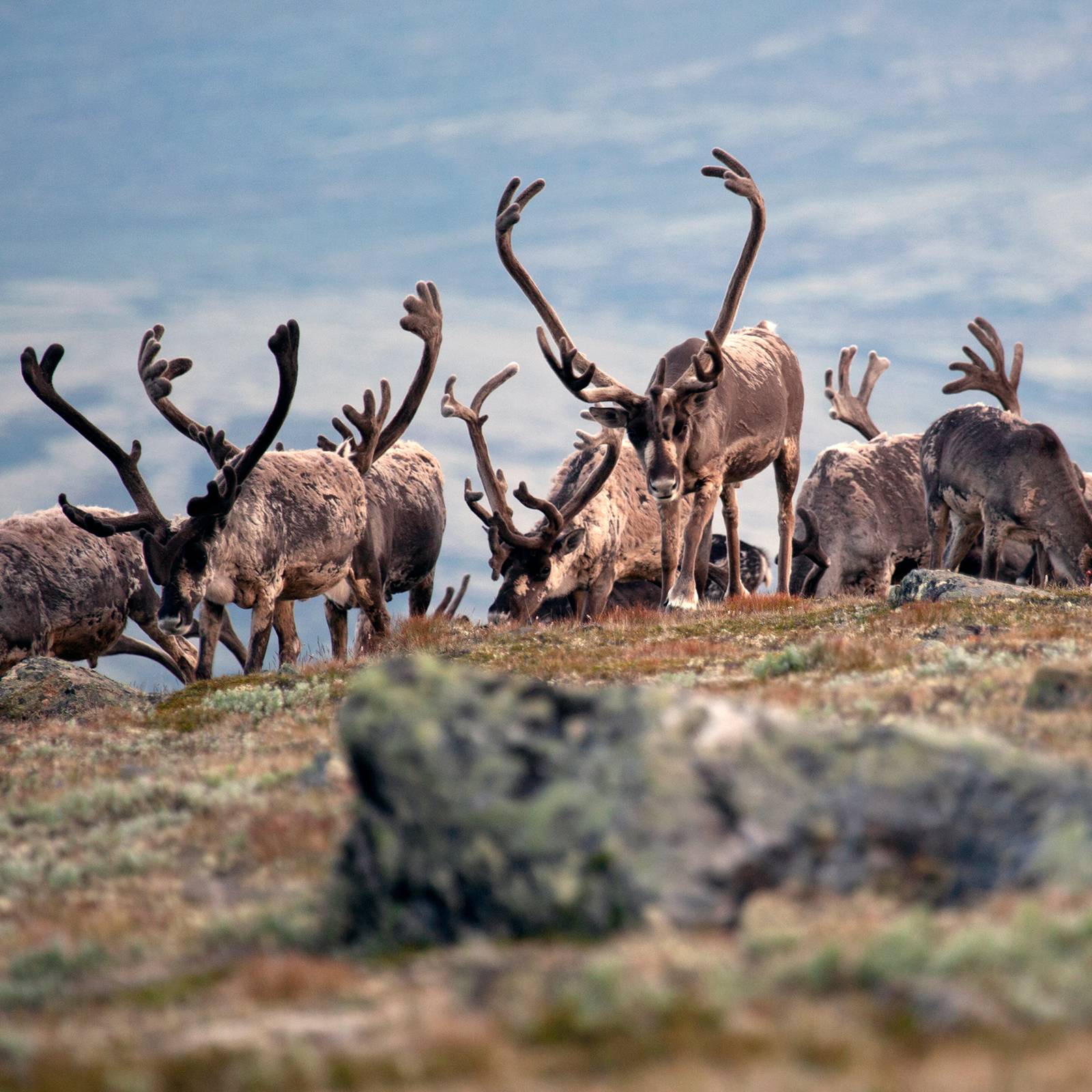 Lesja kommune vil stenge DNT-hytter på Dovrefjell av hensyn til ...