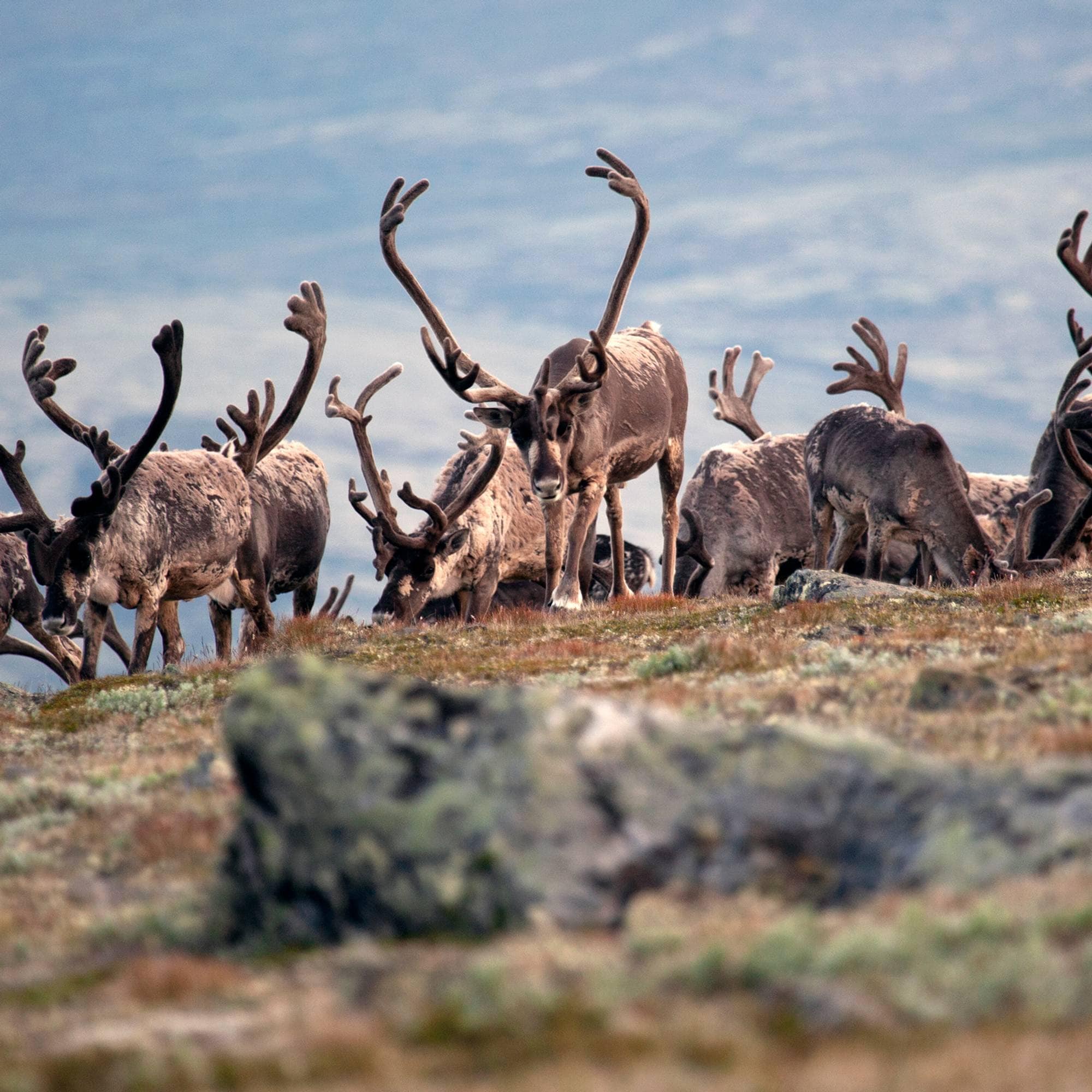 Her flyr helikopteret i villrein­området samtidig som reinen sliter med ...