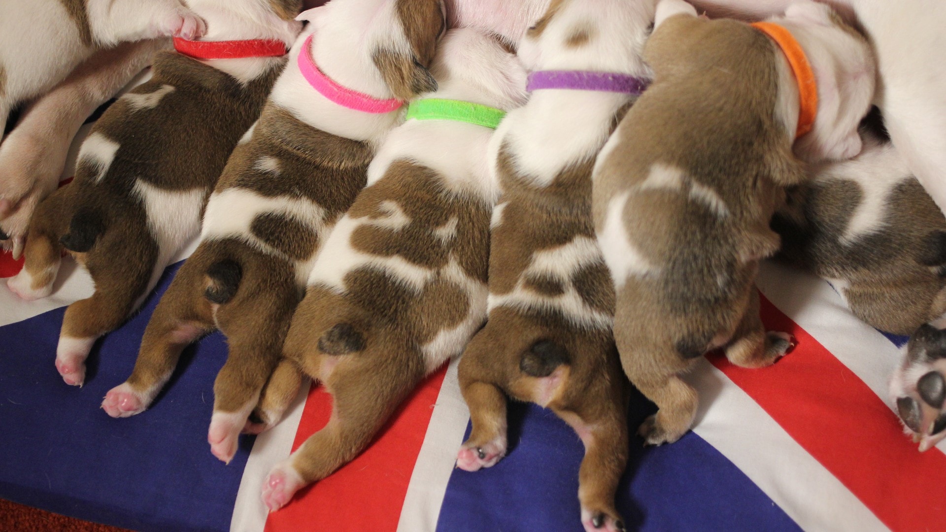 Verdens søteste valper og kattunger - NRK TV