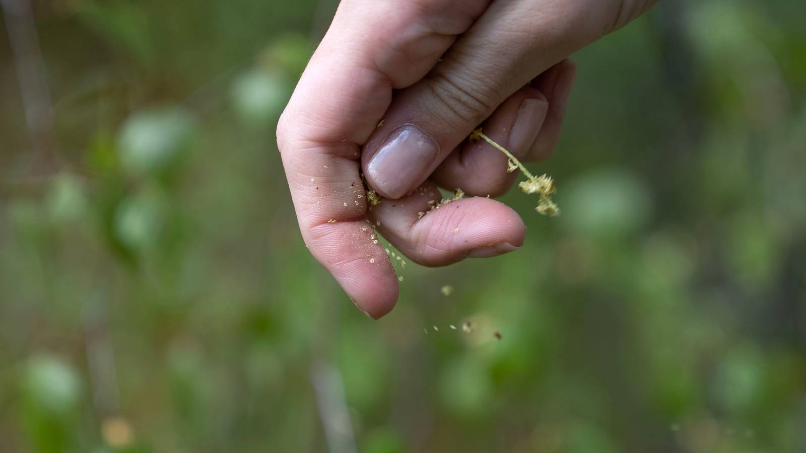 Allergisk mot pollen? Da bør du finne frem medisinene – NRK Østfold ...