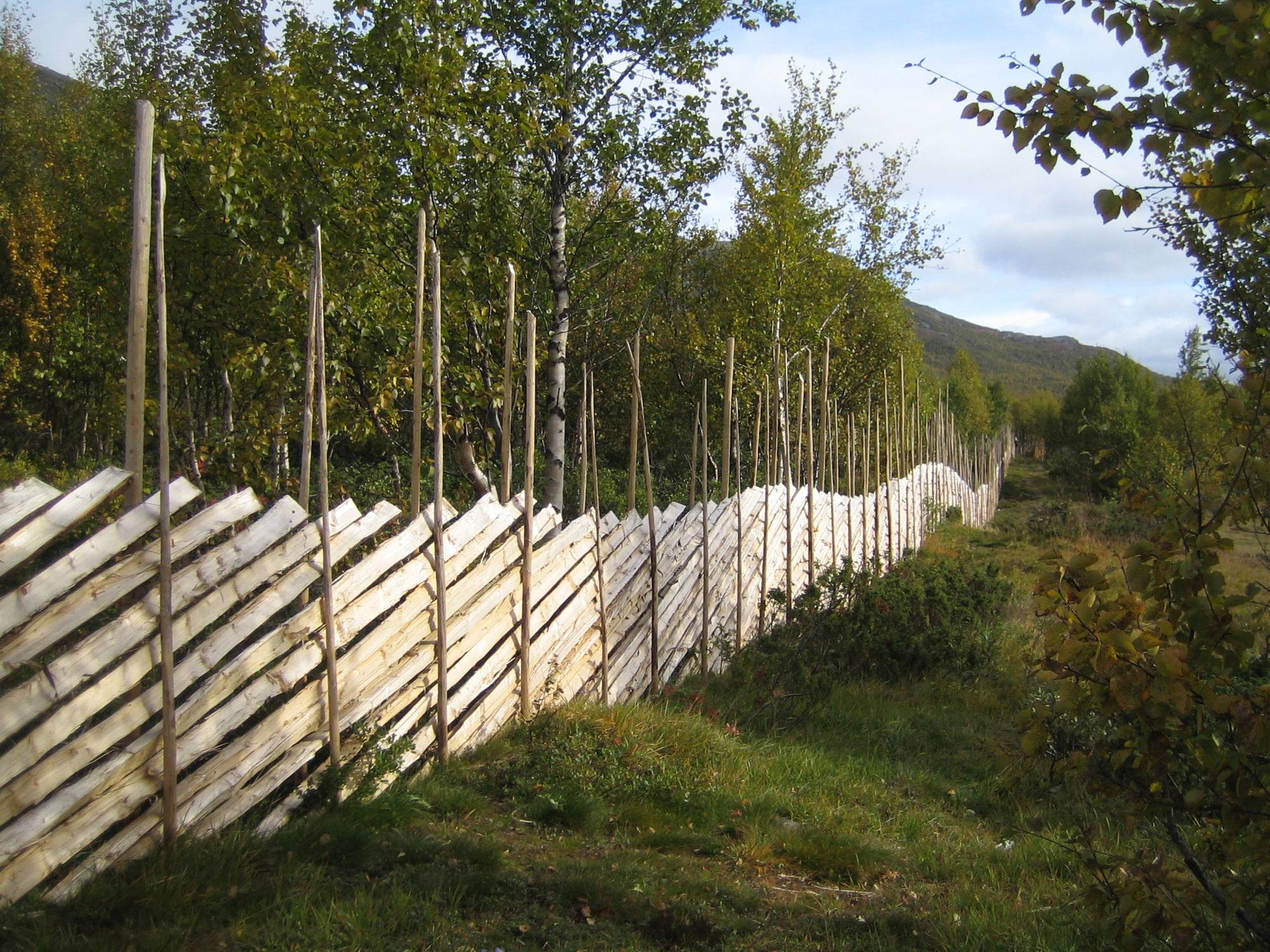 Beitedyr setter seg fast i hyttegjerde – nå skjerper landets største ...