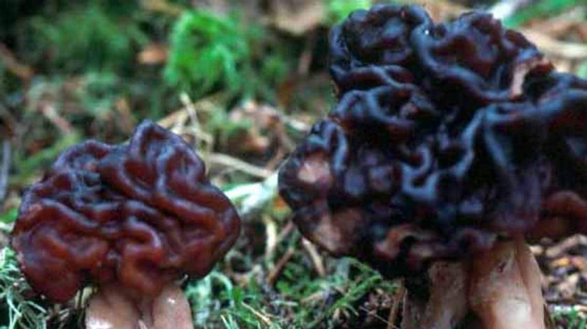 Giftige sopper i Norge – NRK Norge – Oversikt over nyheter fra ulike ...