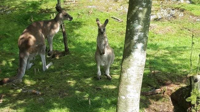 Karmøy: Kenguru på rømmen igjen – NRK Rogaland – Lokale nyheter, TV og ...