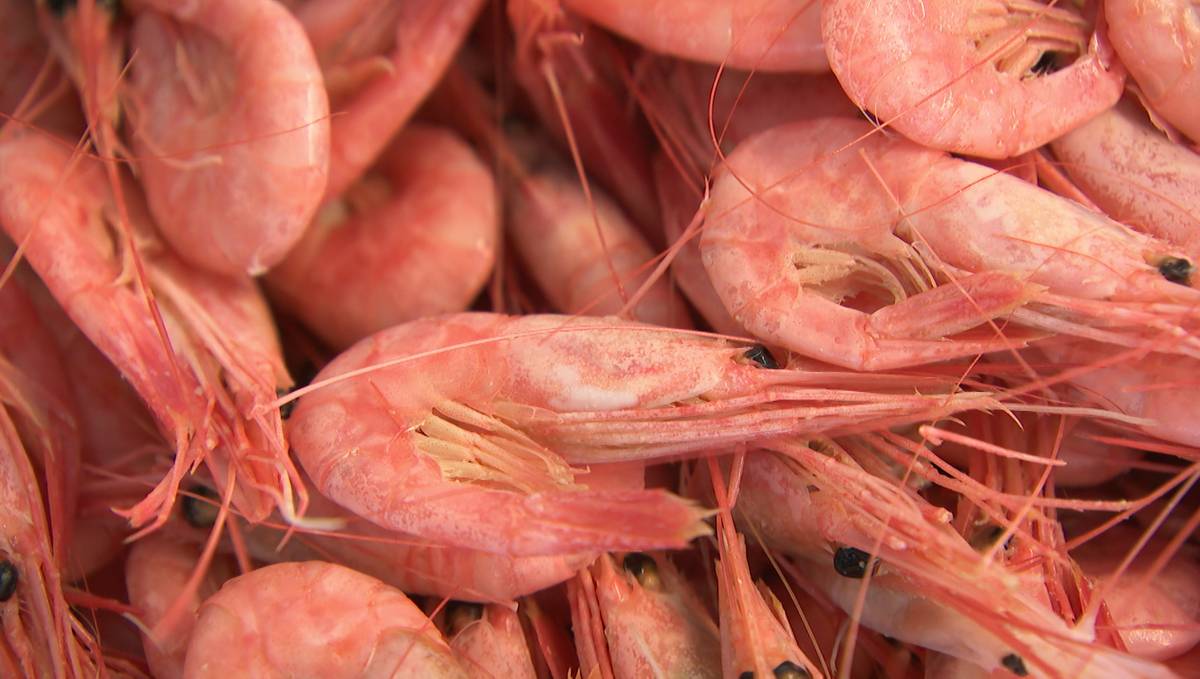 Tomt for ferske reker – NRK Sørlandet – Lokale nyheter, TV og radio