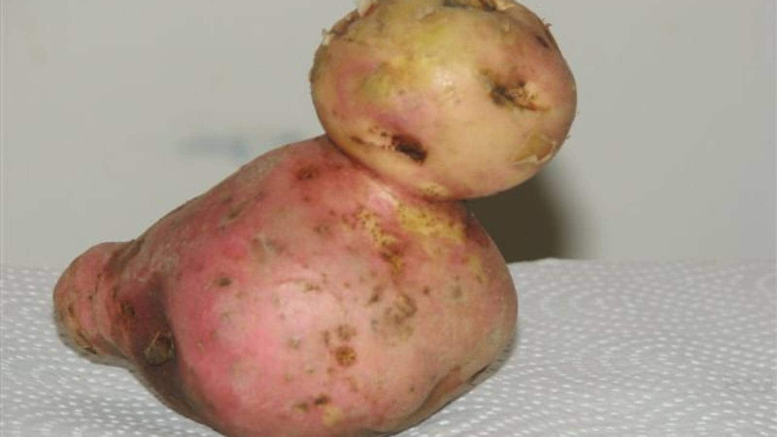 30.000 tonn med norske poteter når aldri butikk­hyllene fordi dei er ...