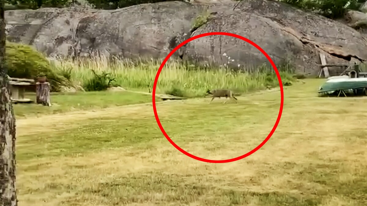 Ny observasjon av Hvaler-ulven – Stor-Oslo