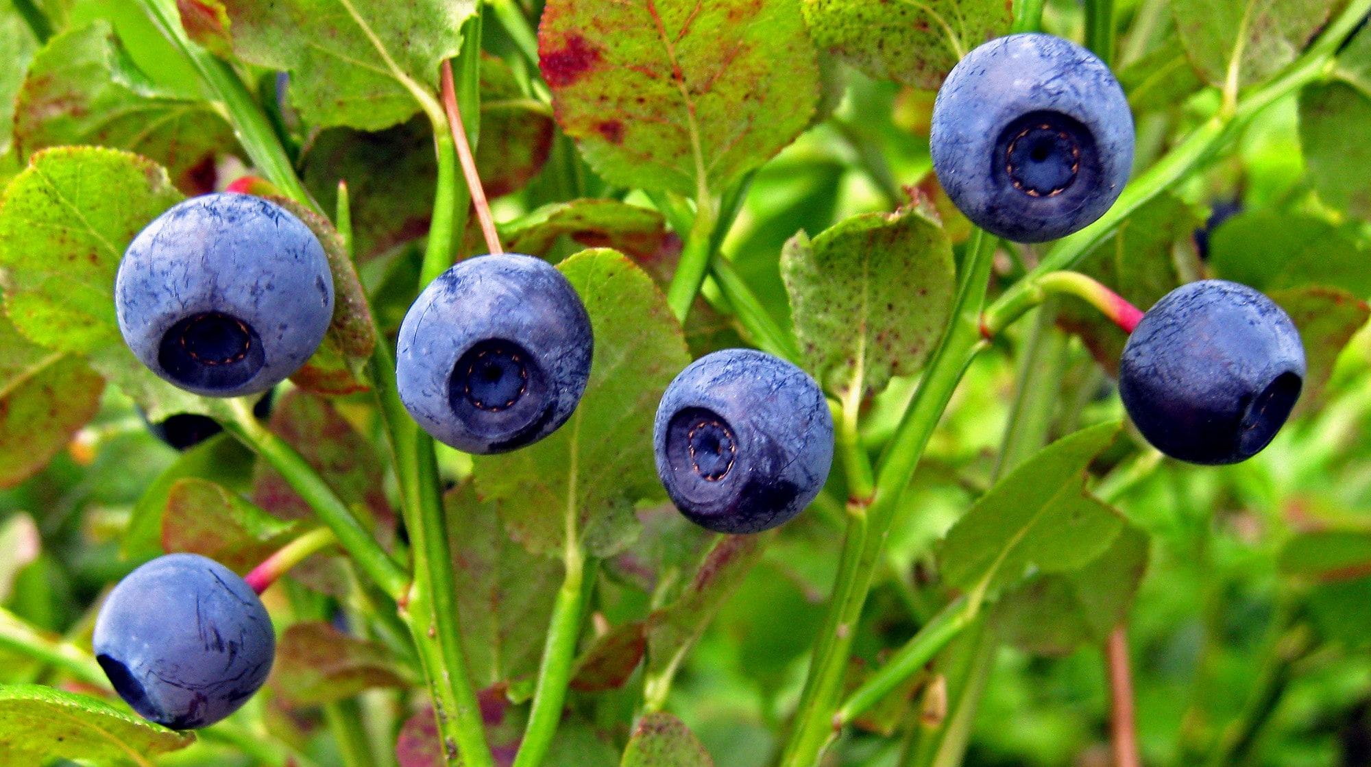 Vil gjøre blåbær til big business – NRK Trøndelag – Lokale nyheter, TV ...