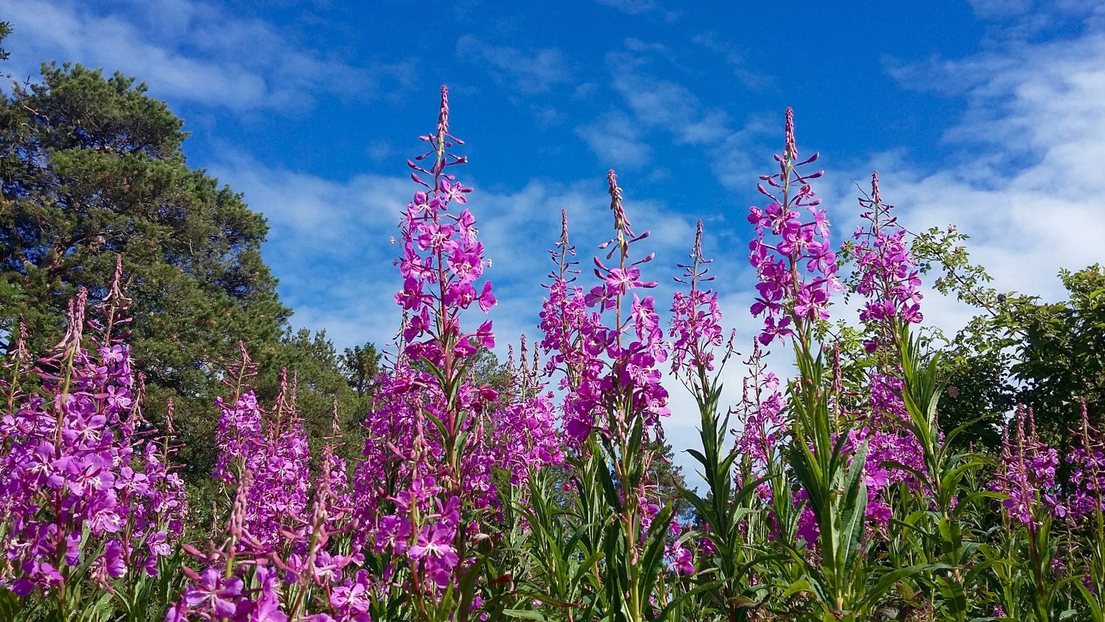 Klimaendringer i Norge: Multene modnes tidligere enn noen gang – NRK ...