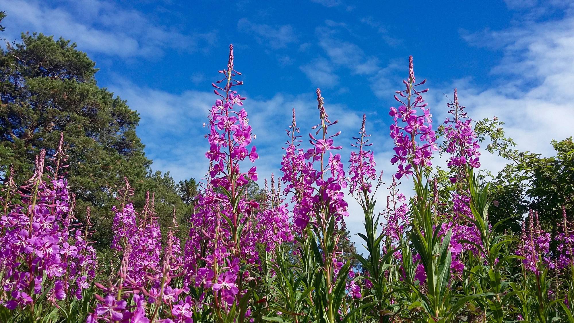 Multesesongen startet tidlig i nord – NRK Troms og Finnmark